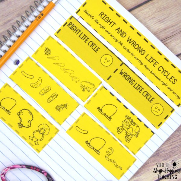 Why Sorting Activities Matter - Where the Magic Happens